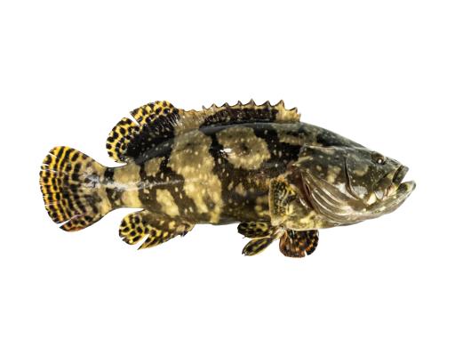 Ling Segar Fresh Dragon Tiger Grouper | myaeon2go